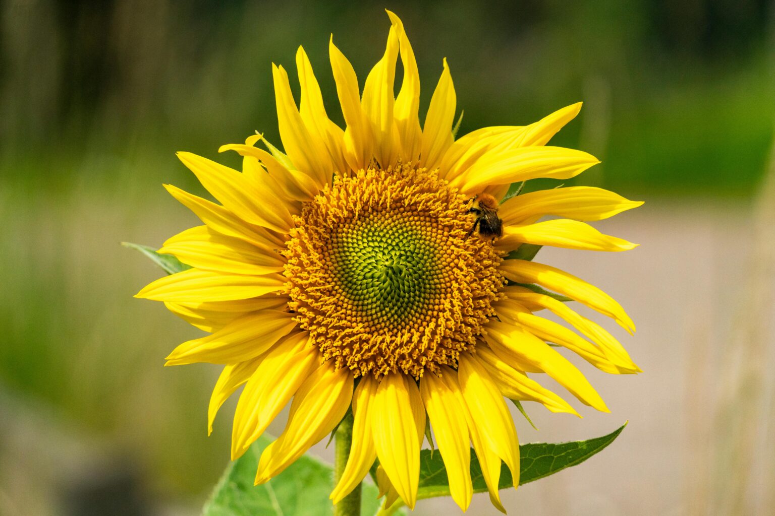 Open APK Files: Step-by-Step Guide