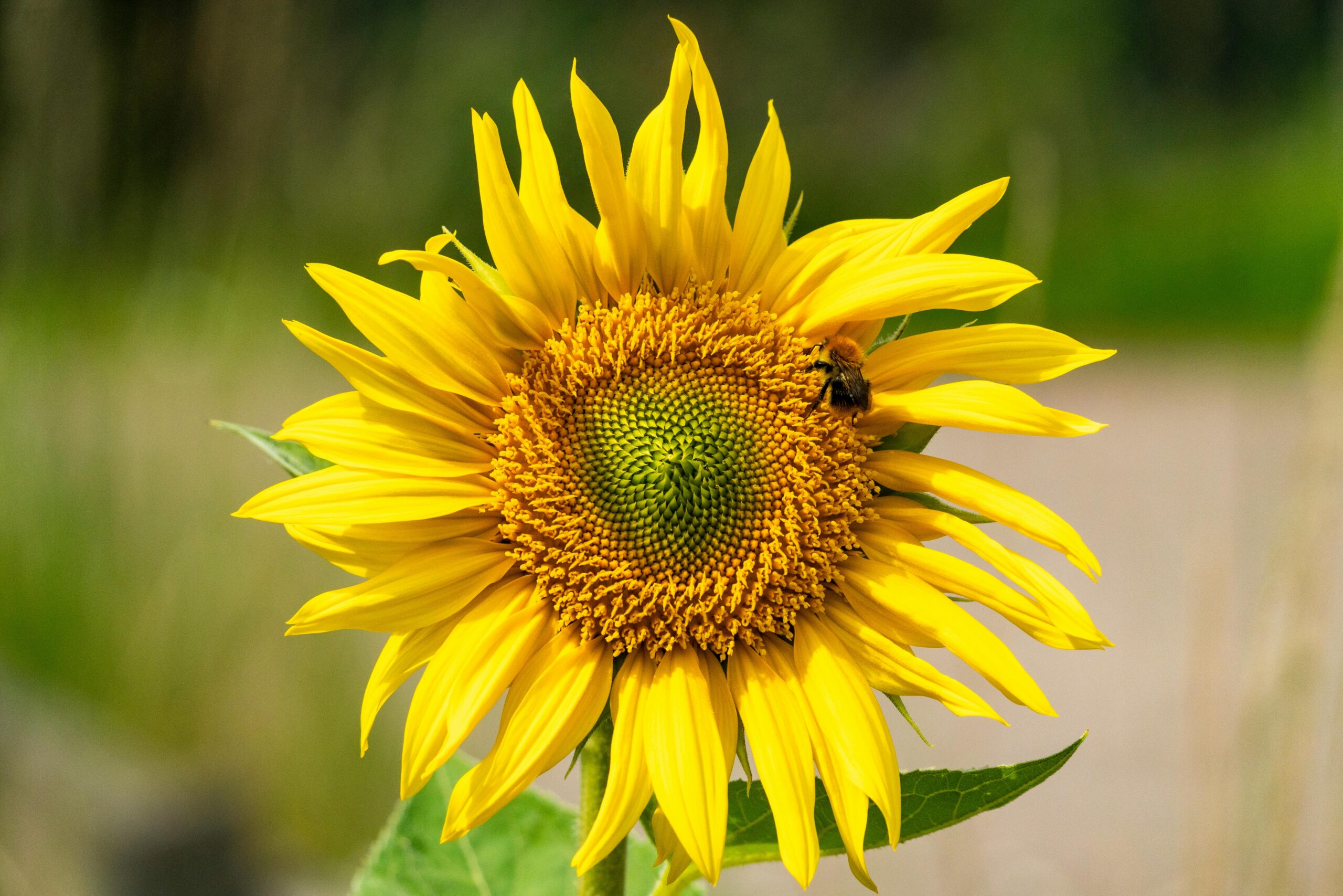 Open APK Files: Step-by-Step Guide