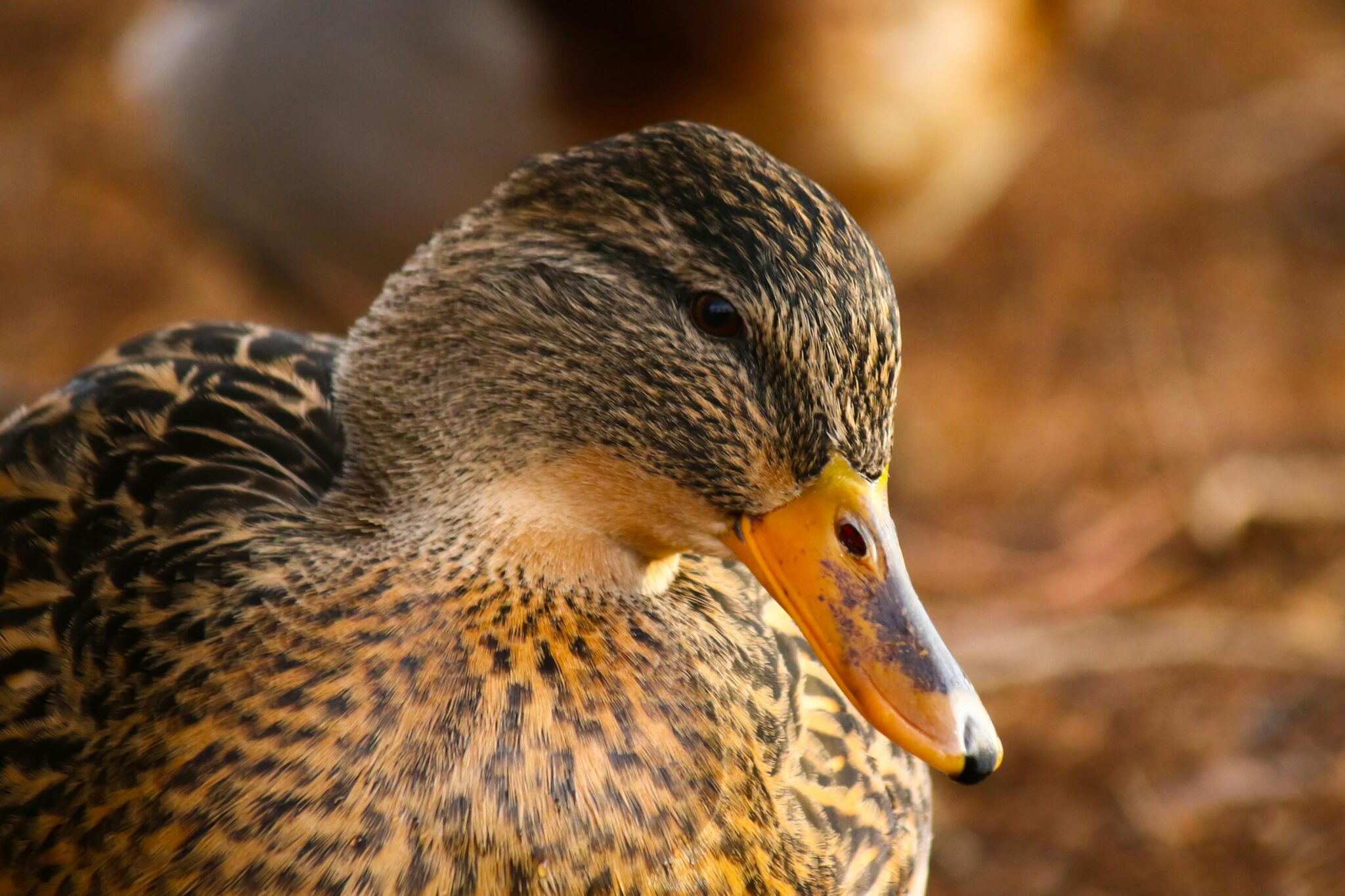 Kronologisk ordning för Uncharted-sagan