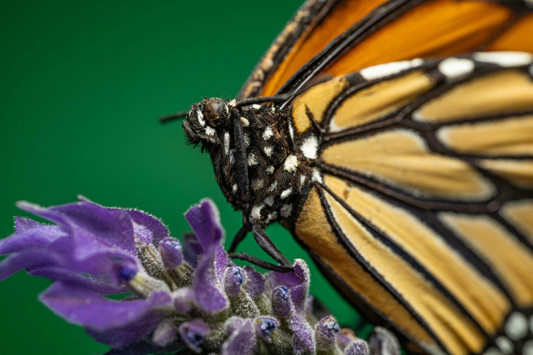 How Starlink Internet Works Explained